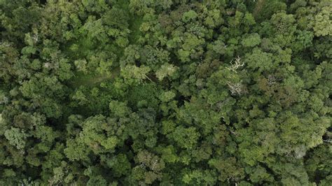Protecting The Irreplaceable Mexico And Central America Join Forces To