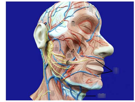 Anterior View Muscular Half Head Model Diagram Quizlet