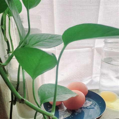 How To Do An Egg Cleanse Ritual Interpretation Tea And Rosemary