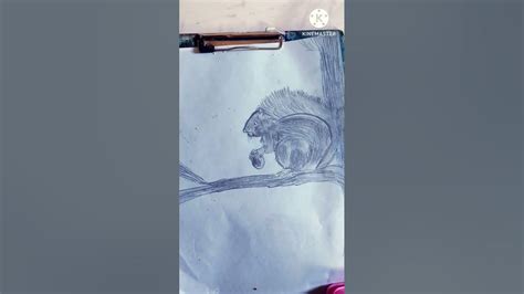 Sqarrel Drawingshorts Shortsviral Trendingshorts Youtube