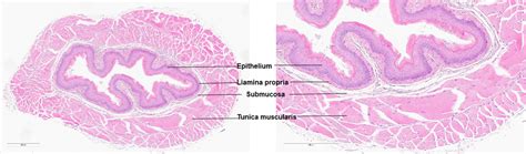 【病理专题】小鼠组织取材 知乎