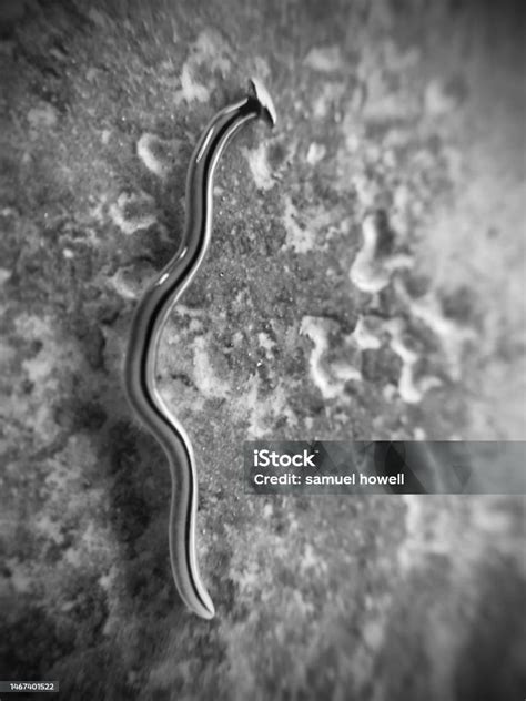 Macrophotography The Hammerhead Flat Worm Broadhead Planarian Stock