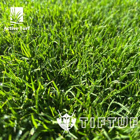 Tiftuf Bermuda Grass Active Turf Supplies
