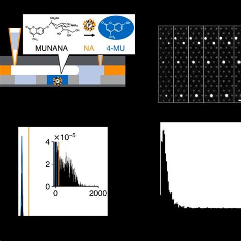 Scheme Of The Agar Disk Diffusion Method Created With Download Scientific