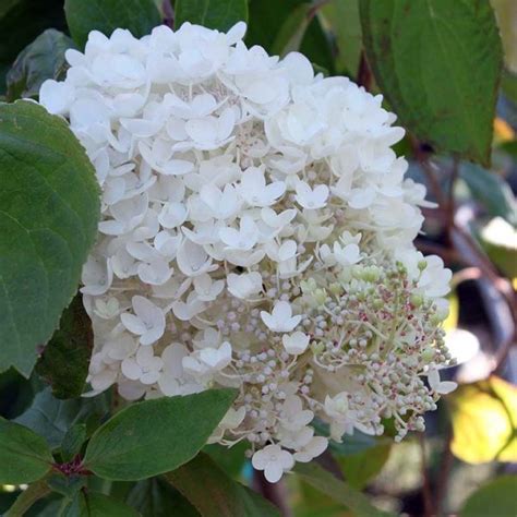 Hydrangea Paniculata Limelight Std Urban Tree Farm Nursery