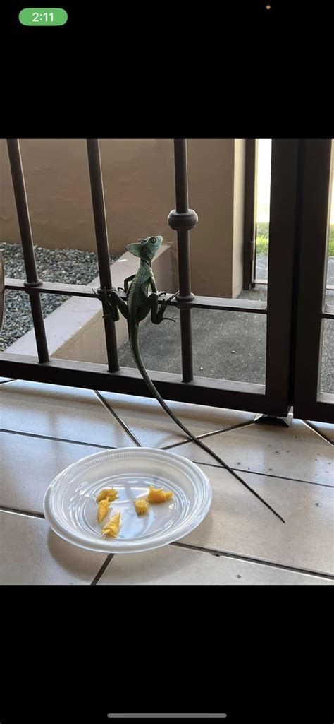 Does Anyone Know What Lizard This Is R Lizards