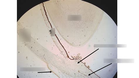 Microscope Eye Cross Section Diagram Quizlet