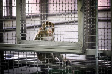 Proposed Megafacility To Breed Monkeys In U S Dismays Activists And Neighbors But Excites