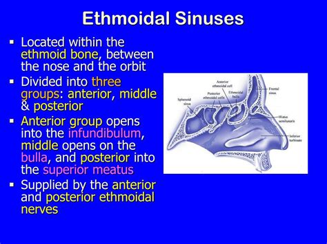 Sinus Pressure And Pain Relief Ethmoid Sinus Anatomy Function And
