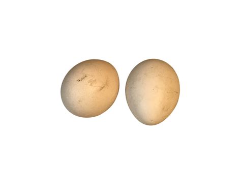 Peacock Eggs Mrmartae