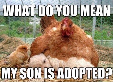 Funny Chicken Memes