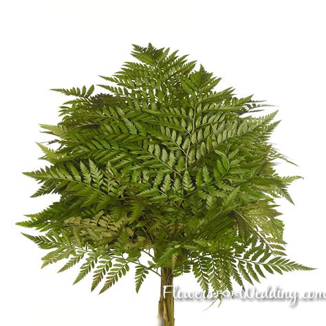 Assorted Greenery 8 Bunches Flowers For Weddings Wedding Flowers