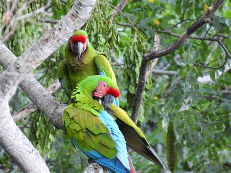 Military Macaw Nesting Season A Success For Defenders Of Wildlife Program In Mexico Defenders