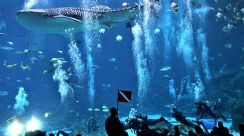 Georgia Aquarium Exhibits At Carolyn Cotter Blog