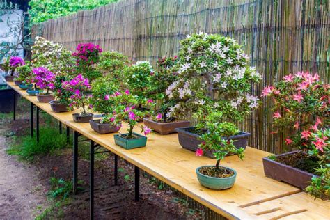 Bonsai Trees With Azalea Or Rhododendrons Plats In Sale In Potsdam Stock Image Image Of Small