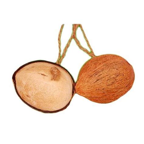 Half Cut Coconut Shell Bird Feeder At Rs 8 Coconut Bird Feeder In