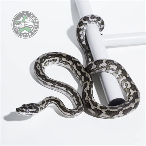 Axanthic Carpet Python Traits Morphpedia Axanthic Carpet Python Traits Morphpedia