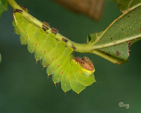 Polyphemus Moth Antheraea Polyphemus Cramer 1776 Butterflies And