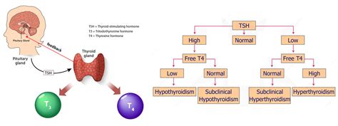 Understanding Thyroid Function Signs Symptoms And Lab Tests