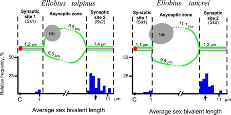 Unique Sex Chromosome Systems In Ellobius How Do Male Xx Chromosomes