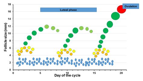 Schematic Representation Of A 3 Follicular Wave Cycle Download