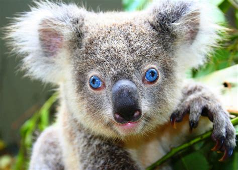 12 Random But Cuddly Koala Facts
