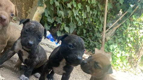 الى عشاق كلاب بتبول ميريكان Pittbul Chien Youtube