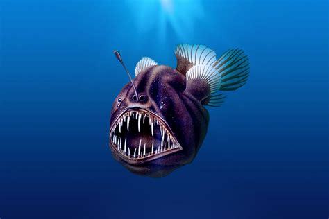 Humpback Anglerfish