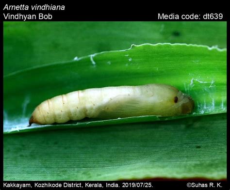 Arnetta Vindhiana Butterfly