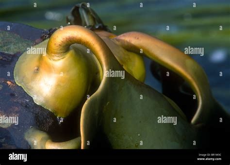 Kelp Holdfast Durvillea Antarctica Sea Lion Island Falklands Stock