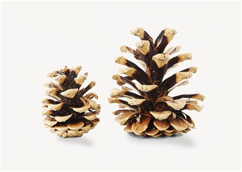 Two Pinecones Isolated Design Free Photo Rawpixel