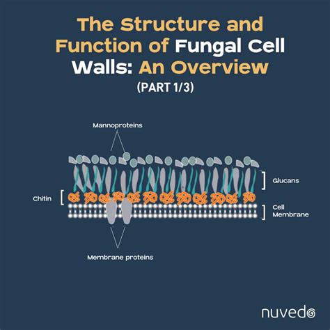 Fungal Cell Walls Structure And Function Explained Blog