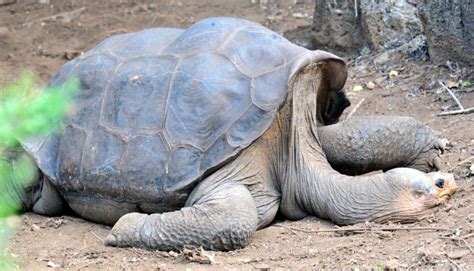 8 Diffferent Extinct Turtles All Turtles