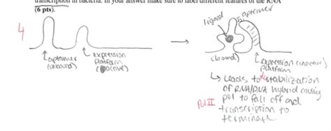 Biochem Exam 3 Flashcards Quizlet