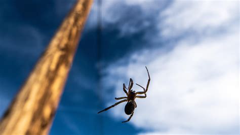 Just Hangin Out Doing Spider Things R Pics