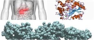 Lipasa Pancreática Definición Estructura Tipos Niveles Normales