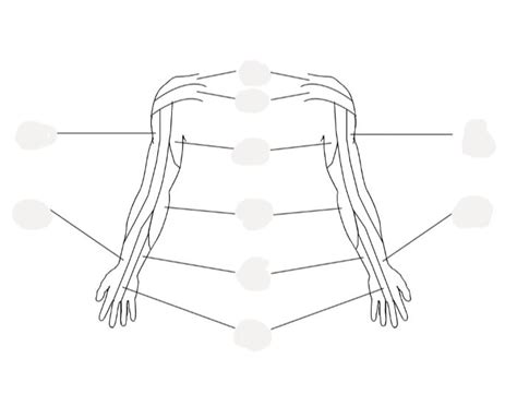 Dermatome Upper Limb — Printable Worksheet Dermatome Upper Limb — Printable Worksheet