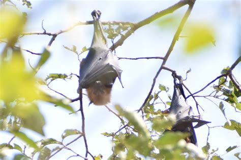 Pteropus Vampyrus Linnaeus 1758