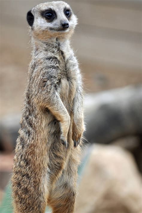🔥 100 Meerkat Wallpapers Wallpapersafari