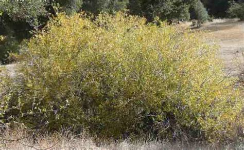 Native Trees Of California
