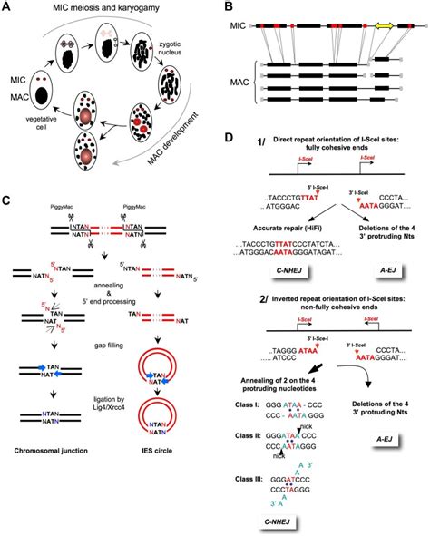 A The Paramecium Sexual Cycle Two Types Of Sexual Processes Are Download Scientific Diagram