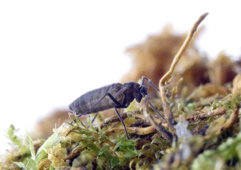 Invading Insects Transforming Antarctic Soils Mirage News