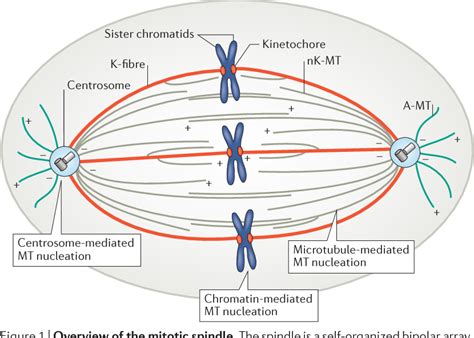 What Are Spindle Fibers In Cell Division Of The Made Cell Division