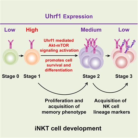 刘小龙研究组揭示uhrf1调控inkt细胞分化和存活的分子机制 中国科学院分子细胞科学卓越创新中心