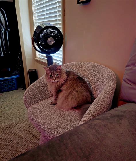 Scott Jack Finally Discovered My New Cuck Chair 😆 Facebook