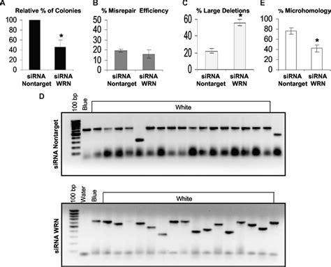 Down Regulation Of Wrn Decreases The Efficiency Of End Joining And