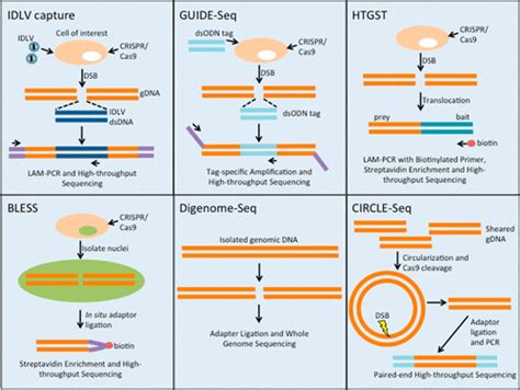 Targeting Specificity Of The Crispr Cas9 System Acs Synthetic Biology