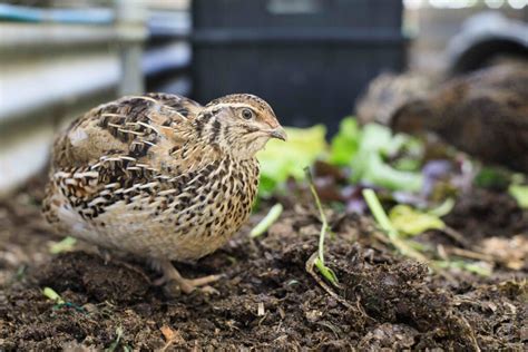 Urban Quail Keeping My Smart Garden