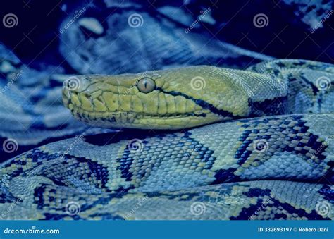 Reticulated Python Stock Image Image Of Closeup Beauty 332693197
