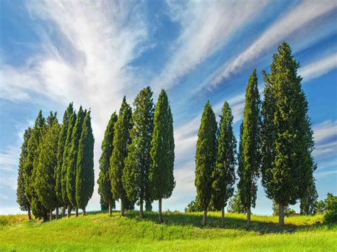 9 Fast Growing Evergreen Trees For A Lush Private Landscape